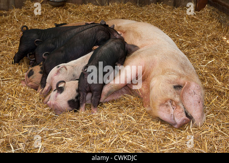 Spanferkel von Sau Ferkel Stockfoto, Bild: 49728483 - Alamy