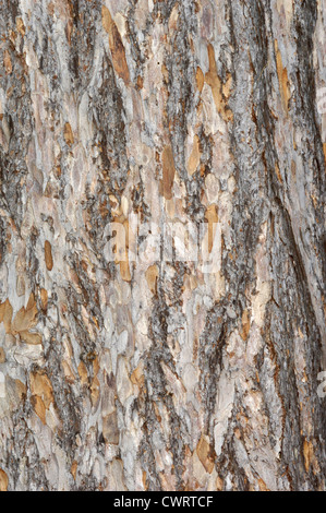 Lärche (Larix) Baumstamm Querschnitt: Baum-Ringe Stockfoto, Bild ...