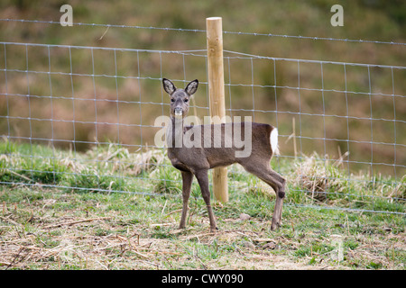 Reh (Capreolus Capreolus), Weibchen auf einem Stoppelfeld im ...