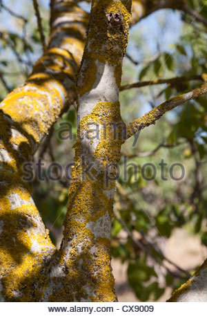 Rinde, gemeinsame Walnussbaum (Juglans Regia), Baden-Württemberg ...