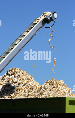Sortierung von Spargel, Klaistow, Deutschland Stockfotografie - Alamy