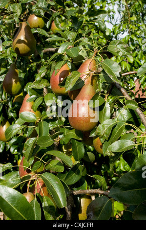 Birnen wachsen auf einem Birnbaum, Herbst, Obstgarten Stockfoto, Bild ...
