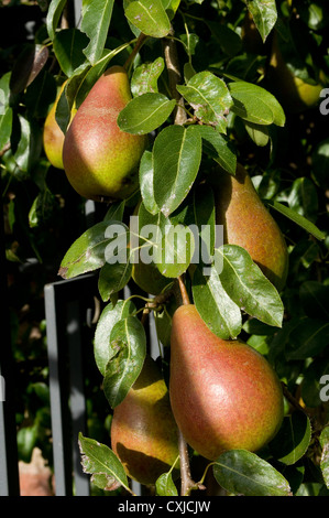 Birnen wachsen auf einem Birnbaum, Herbst, Obstgarten Stockfoto, Bild ...