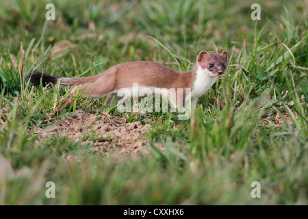Hermelin (Mustela Erminea) laufen auf der Straße! Stockfoto, Bild ...