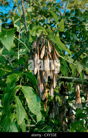 Samen oder Früchte einer Esche, Fraxinus Excelsior, bekannt als ...