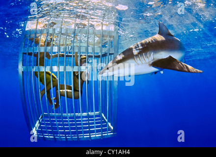 Käfig Tauchen mit Haien Oahu Pazifik Hawaii USA Stockfoto, Bild ...