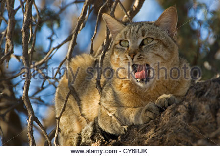 afrikanische Wildkatze, Wüste Cat, Felis Silvestris lybica Stockfoto ...