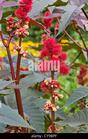 Rote Früchte von Ricinus communis oder Castor Bean Plant. Samen der ...