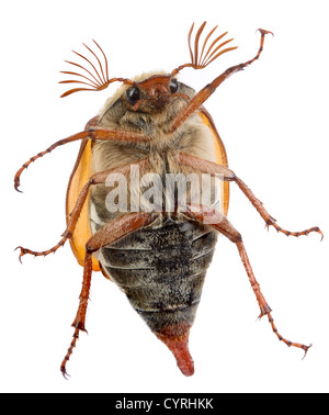 Maybeetle, Mai-Käfer, Maikäfer, Maikäfer, Larve, Grub, Larven ...
