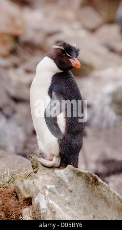 Felsenpinguin (Eudyptes Chrysocome) posiert auf einem Felsen, der Hals ...