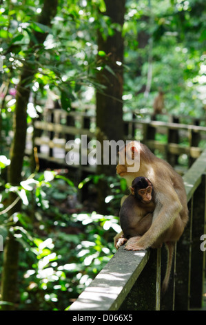 Orang-Utan sitzen auf Holzbalken Stockfotografie - Alamy