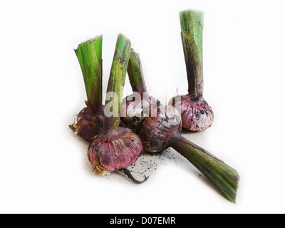 Gladiolen, Zwiebeln, Herbst, Blumen, Samen, Keimlinge, Pflanzen, Garten ...