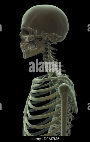 Stilisierte Seitenansicht der Knochen des Kopf-Hals und oberen ...