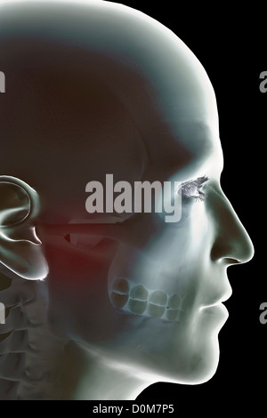 Männliche Felsenbein Schädel Anatomie - isoliert auf weiss ...
