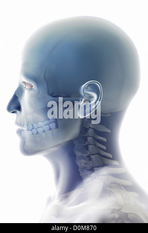 Männliche Felsenbein Schädel Anatomie - isoliert auf weiss Stockfoto ...