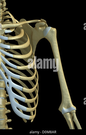 Vorderansicht der Knochen des Glenohumeral oder Schultergelenk. Das ...