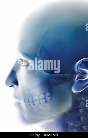 Männliche Felsenbein Schädel Anatomie - isoliert auf weiss Stockfoto ...