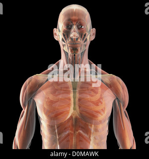 Anatomisches Modell zeigt den Deltamuskel und Pectoralis Hauptmuskeln ...