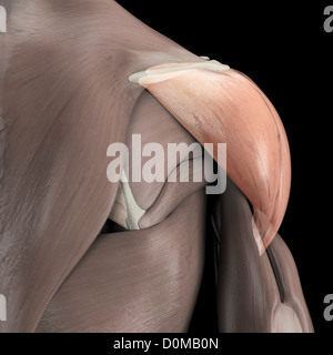 Ein menschliches Modell zeigt der Musculus deltoideus Stockfotografie ...