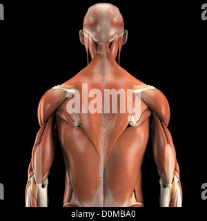 Anatomisches Modell zeigt die Trapezmuskel und Latissimus Dorsi Muskeln ...