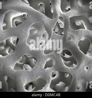 Perforierte Formationen der Spongiosa oder "schwammig" Knochen ...