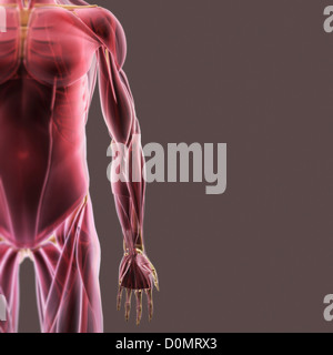 Anatomische Darstellung, die Muskeln des Oberkörpers Stockfoto, Bild ...