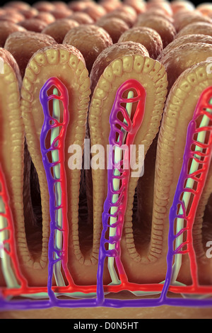 Schnittansicht Darmzotten enthüllt am Transport beteiligten Blutgefäße ...