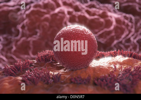Eine Eizelle umgeben von Haar wie Strukturen genannt Zilien welche Teil ...