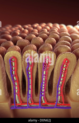 Schnittansicht Darmzotten enthüllt am Transport beteiligten Blutgefäße ...