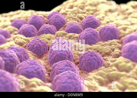 Röteln-Virus-Partikel auf zellularen Oberfläche. Röteln-Erkrankung, die ...