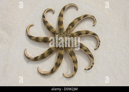 Asien, Asteroidea, Dive, Echinodermen, Fauna, Süd-Ost-Asien, Seestern ...