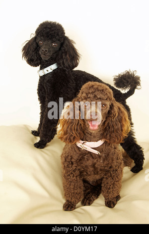 Zwei Toy Pudel Stockfoto, Bild: 52239494 - Alamy
