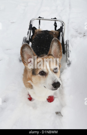 Einen behinderten Corgi Hund mit einem Wagen Stockfoto, Bild: 52803383 ...