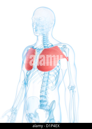 Menschlichen Brustmuskulatur, Abbildung Stockfotografie - Alamy