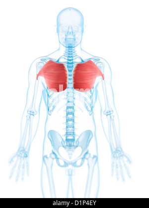 Menschlichen Brustmuskulatur, Computer Bild Stockfoto, Bild: 102519775 ...