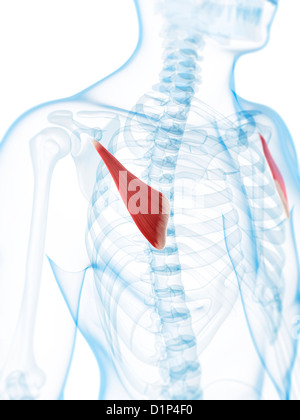 Menschlichen Brustmuskulatur, Computer Bild Stockfoto, Bild: 102519775 ...