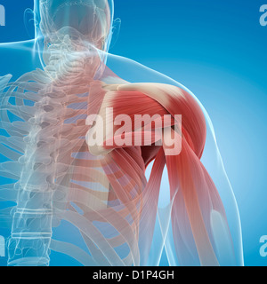 Menschlichen Schulter Muskulatur, artwork Stockfoto, Bild: 65235851 - Alamy