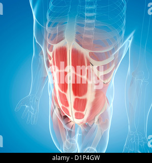 Anatomie der menschlichen Bauchmuskeln Stockfotografie - Alamy