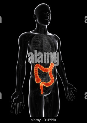 Abbildung der Anatomie der männlichen Dickdarm, mit Start- und Endpunkt ...