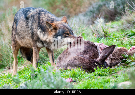 Iberischer Wolf Essen ein Reh Stockfotografie - Alamy