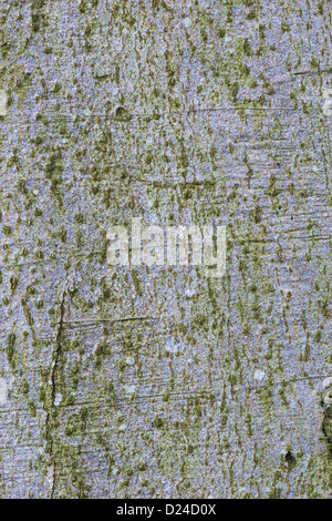 Buche Baumrinde als Hintergrund 3 Stockfoto, Bild: 88758150 - Alamy