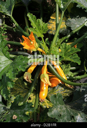 Kurbis Oder Zucchini Pflanze