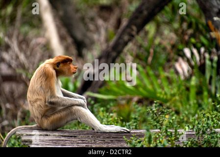 Nasenaffe (Nasalis Larvatus), Frau mit Baby, Kinabatangan Fluss, Sabah ...