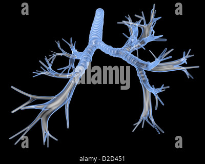 Bronchialbaum Netzwerk der Atemwege dienen beide Lungen verließ ...