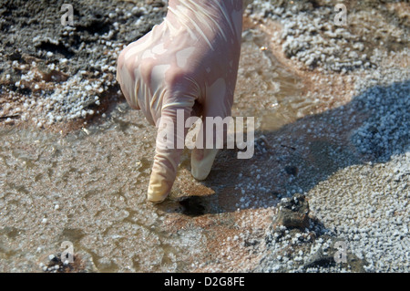 Der Schlamm Kurort Kuyalnik, Odessa, Kuyalnik Mündung, Ukraine ...