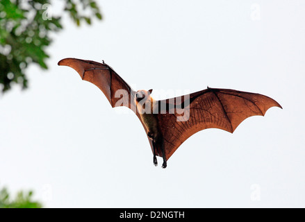 Fledermaus Fledermäuse "Flughund" "Flughunde" Asien Asiatische ...