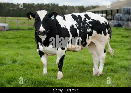 Britische Blue Rind Kuh im Feld zeigt doppelte Muskel an seinem ...