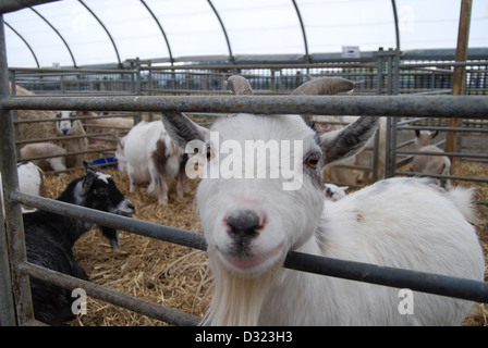 Eine freche neugierige Ziege schaut in die Kamera in ein Stall voller ...
