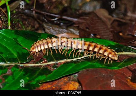 Tausendfüßler in Costa Rica Stockfotografie - Alamy