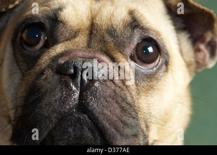 Eine chinesische Mops Hund Nase Stockfotografie - Alamy